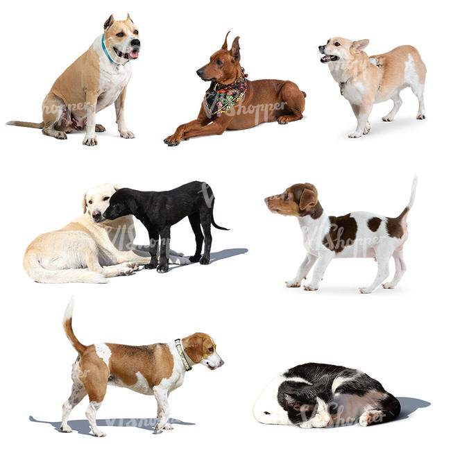 Animal Collection 1 - VIShopper