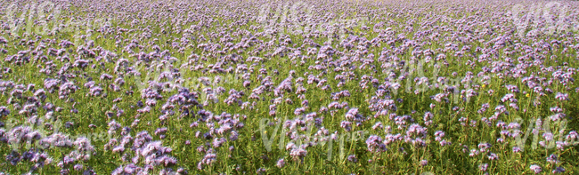 50 Free Grounds - VIShopper