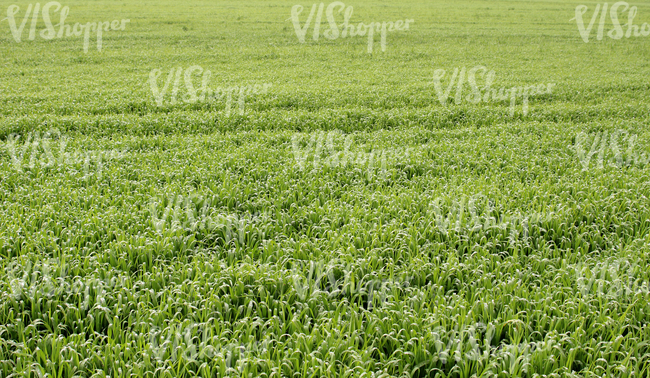 50 Free Grounds - VIShopper