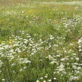 VIShopper - High-res cut out people, trees, backgrounds, sky and ground ...