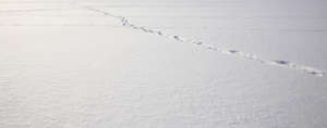 snowy field with some footprints - VIShopper
