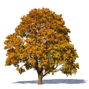 cut out branch of a maple tree with golden fall leaves - VIShopper