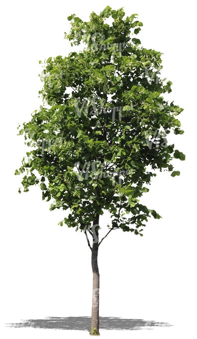 cut out small deciduous tree - cut out plants - VIShopper cut out small deciduous tree - cut out plants - VIShopper