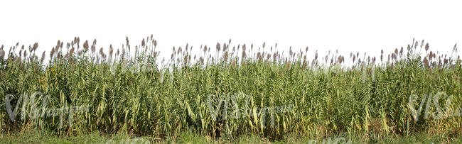 cut out tall grass - cut out trees and plants - VIShopper