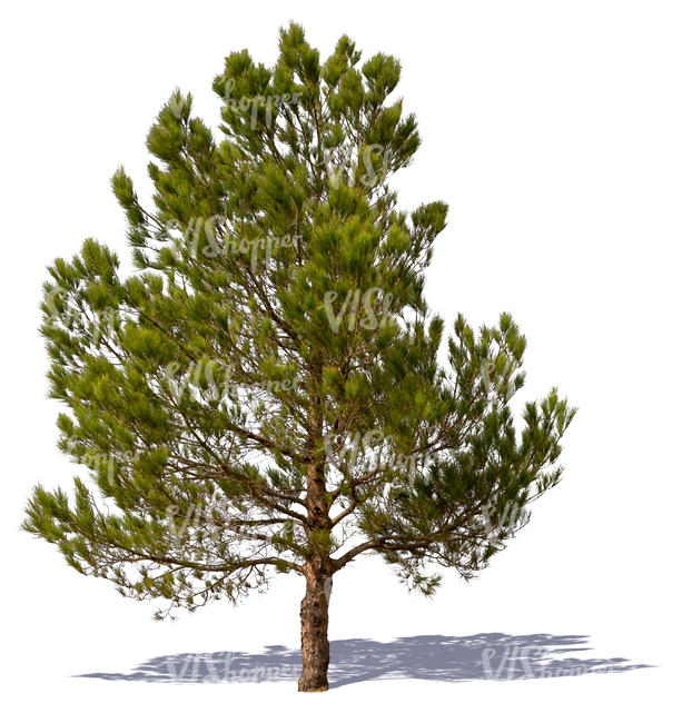 cut out medium pine tree - cut out trees and plants - VIShopper