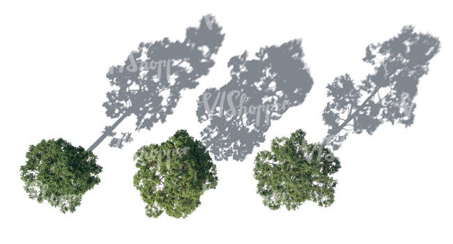 top view rendering of three trees - VIShopper