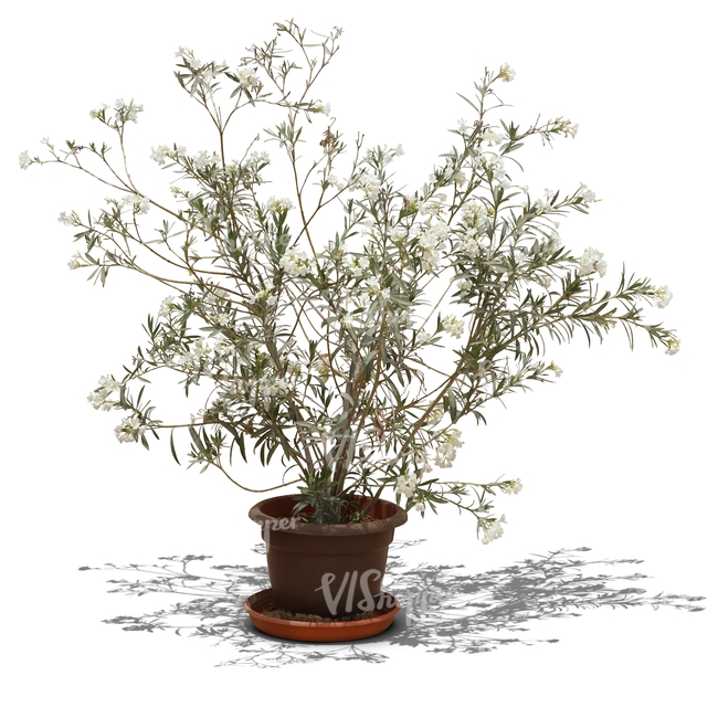 Tropical potted bush with white blossoms. - VIShopper