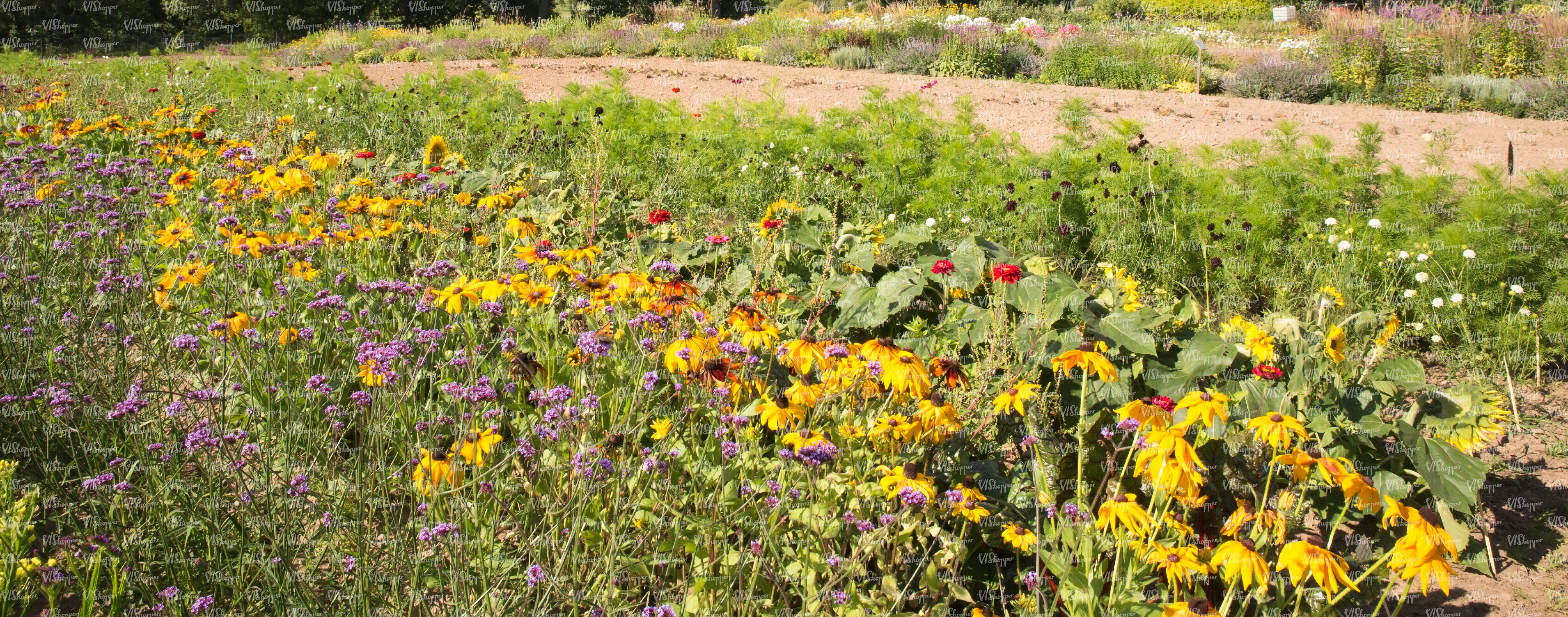 colorful flowerbeds - VIShopper