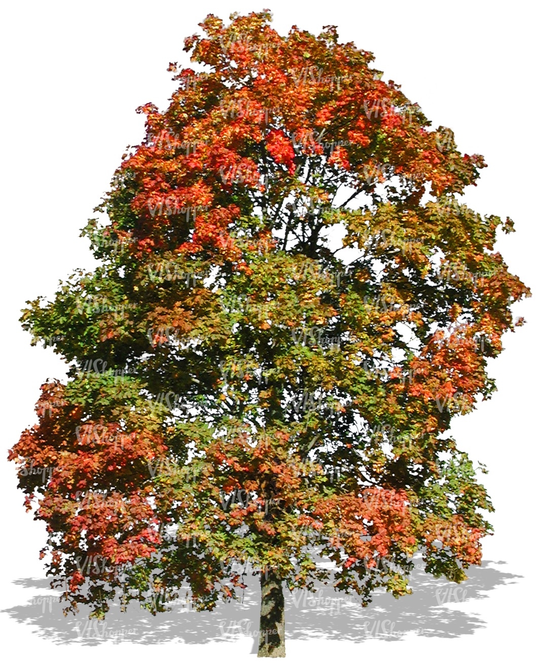 big maple tree with colorful autumn leaves - VIShopper