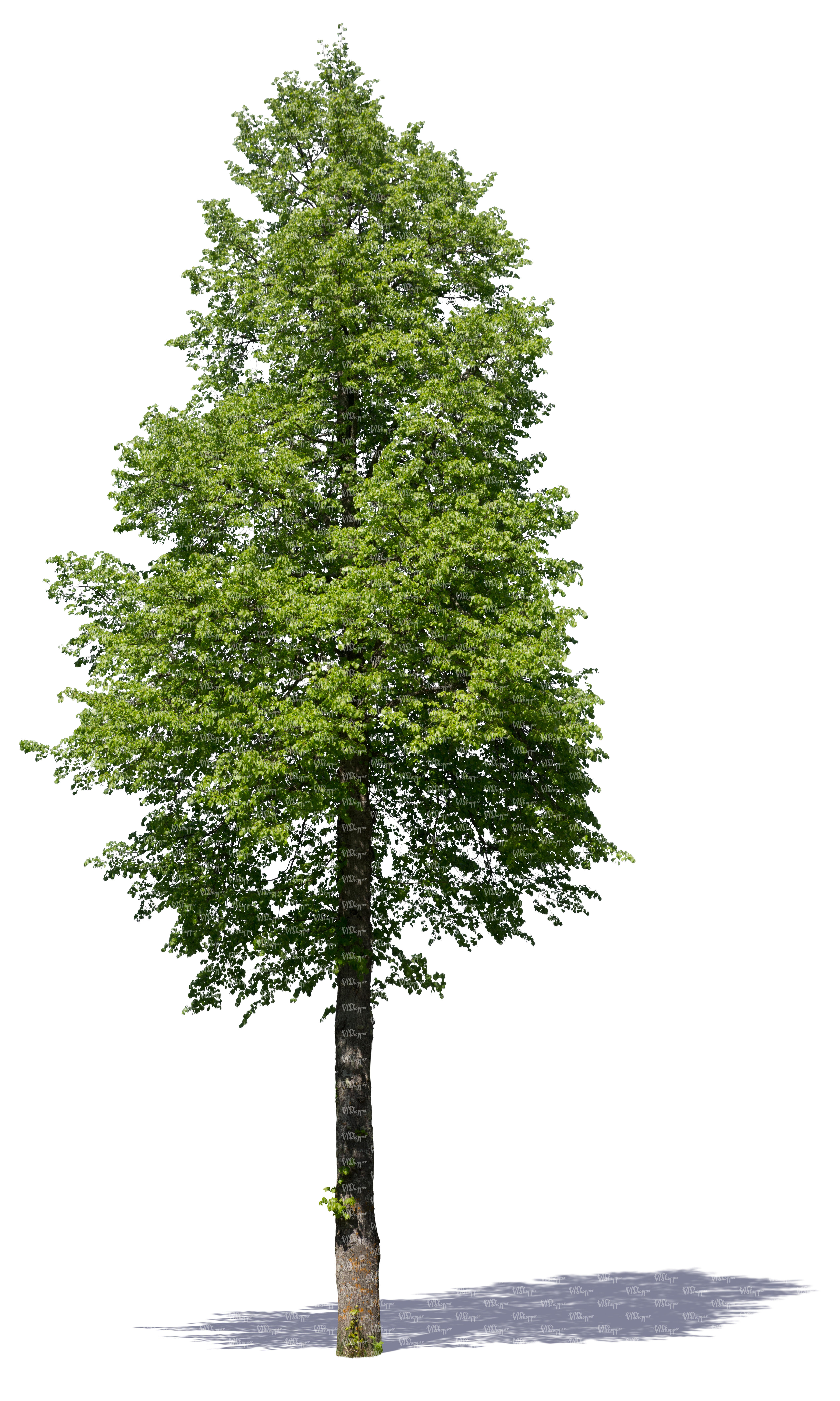 cut out big tree in sunlight - cut out trees and plants - VIShopper