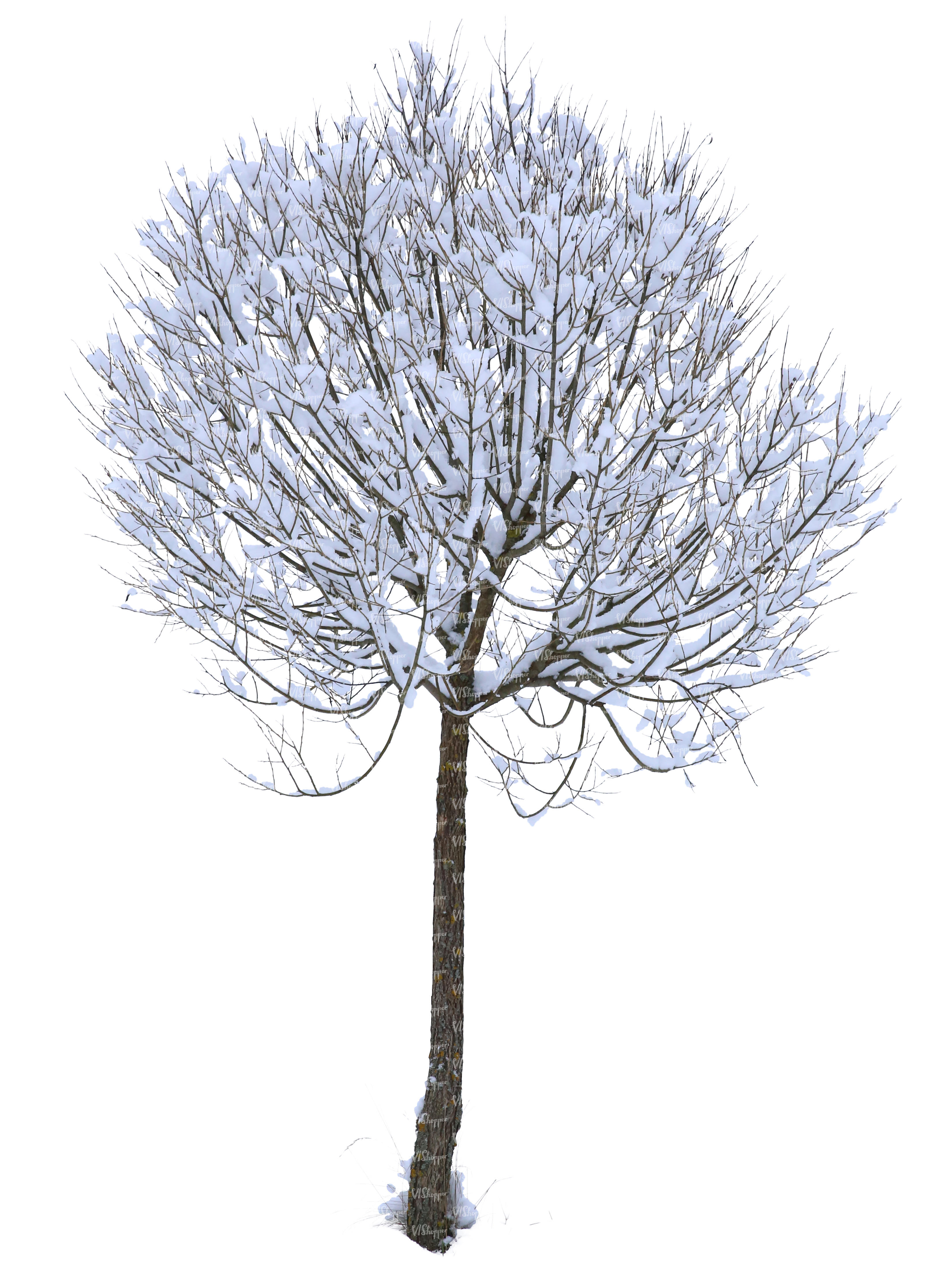 winter tree in ambient light - VIShopper