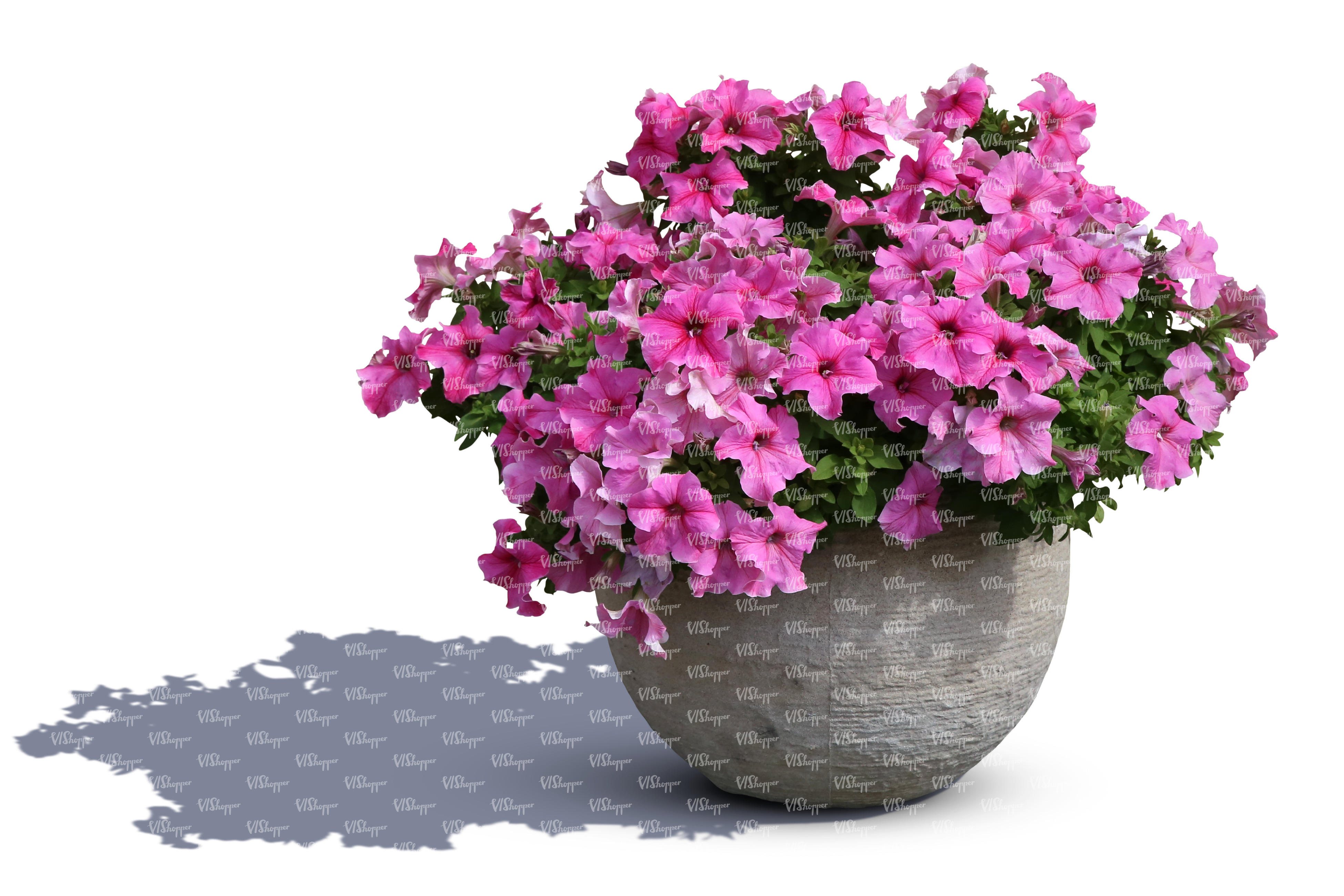 blooming flower in a stone pot - VIShopper