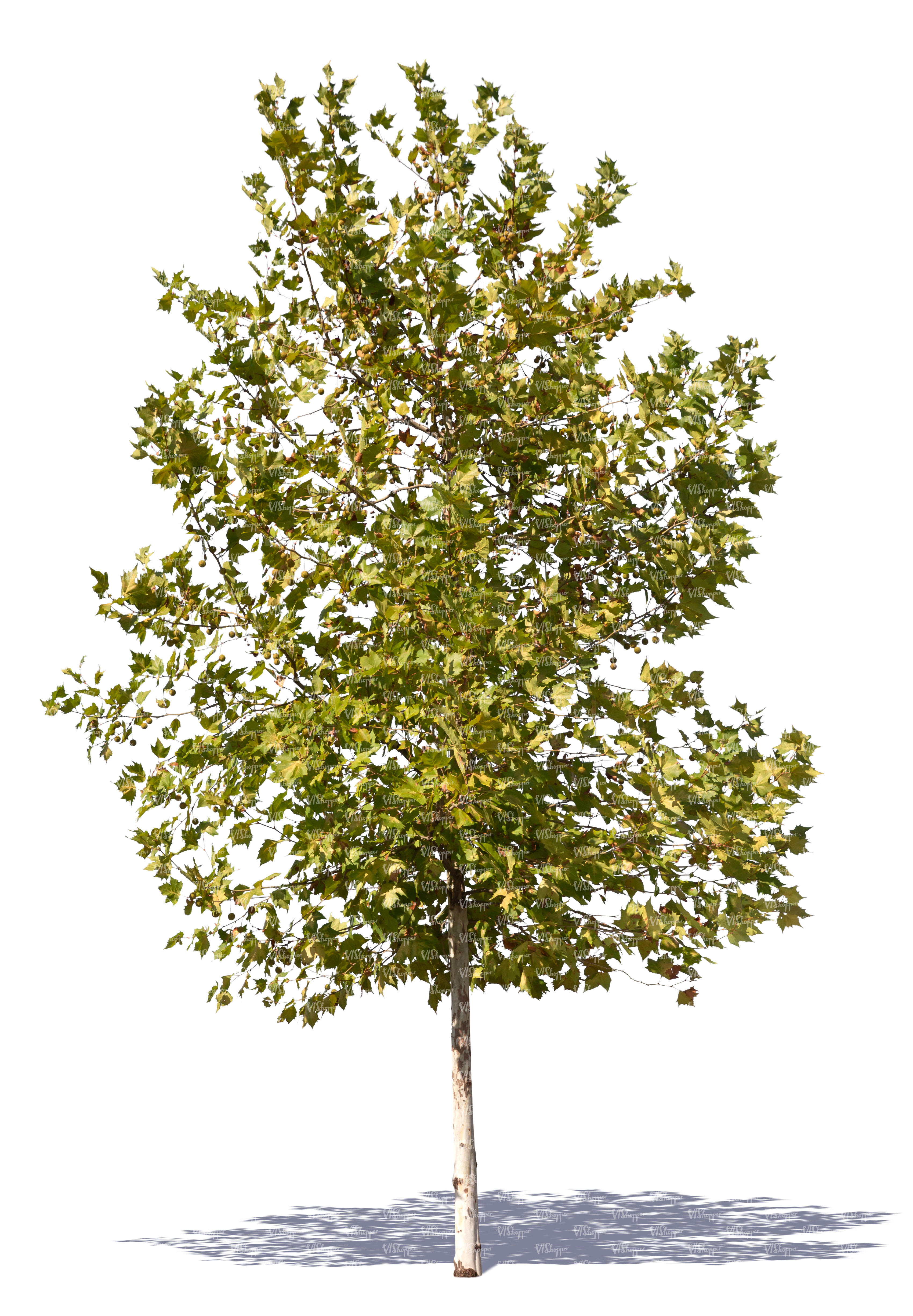 young maple tree - VIShopper