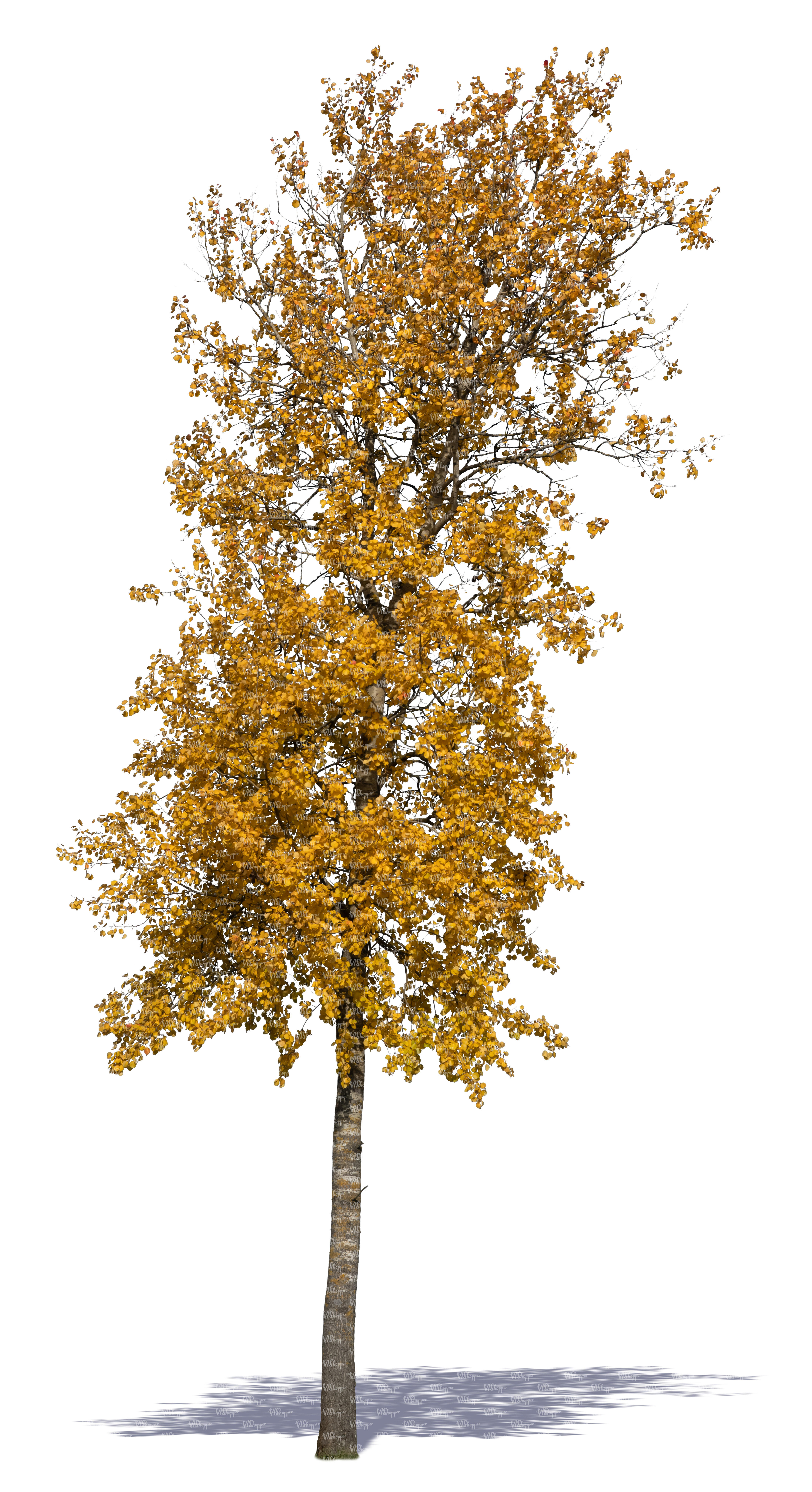 medium size alder tree in autumn - VIShopper