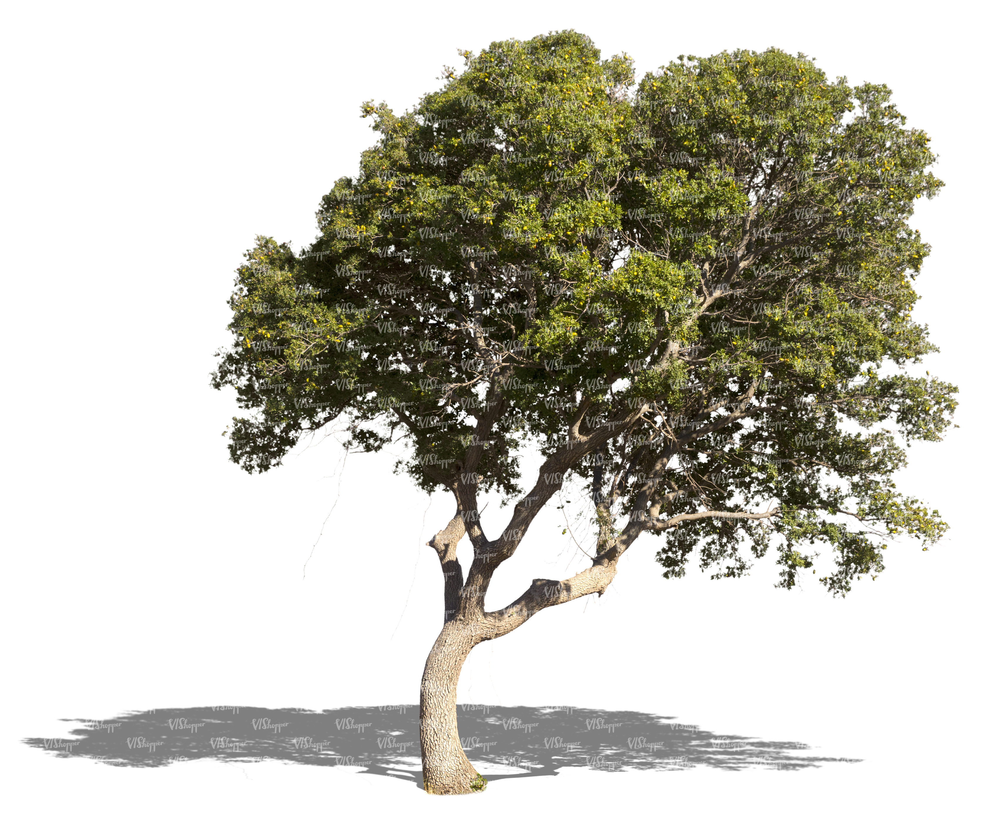 cut out medium size oak tree with acorns - VIShopper